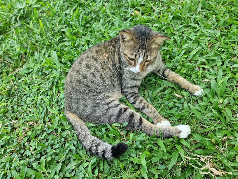 A Cat Sat on the Green Grass Stock Photo - Image of hybrid, animal ...