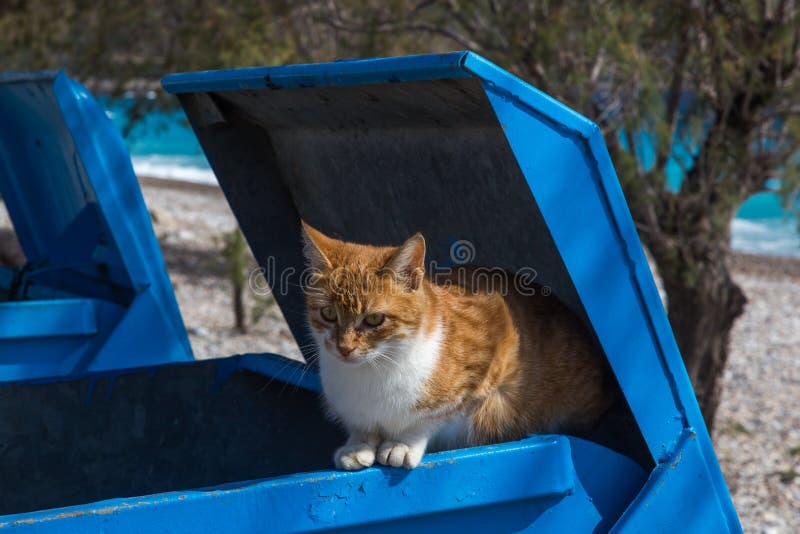 Cat in a recycling bin stock photo. Image of blue, recyclable - 67754786