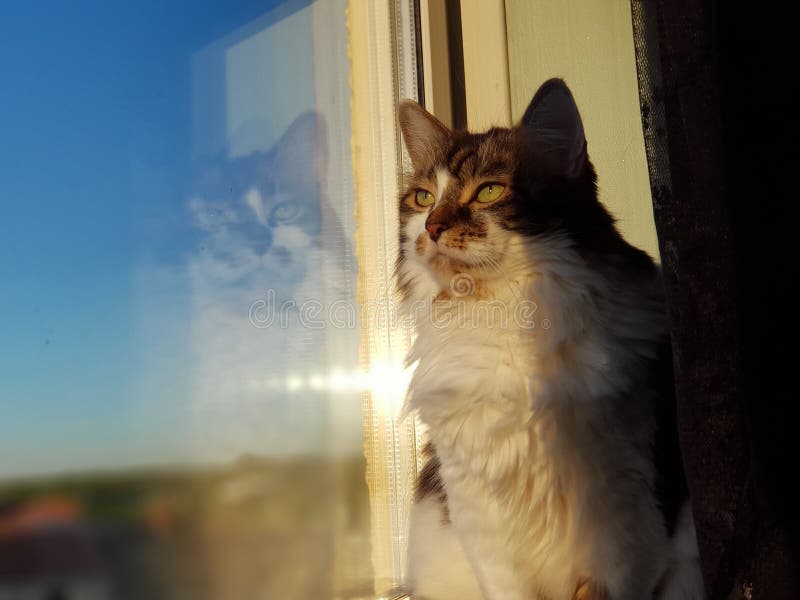 Cat in deep thought stock image. Image of gazing, sunshine - 135517061