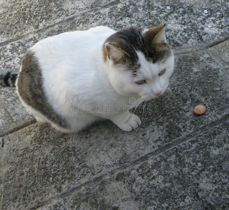 Cat and sausage stock image. Image of sausage, meat, hunter - 85468059