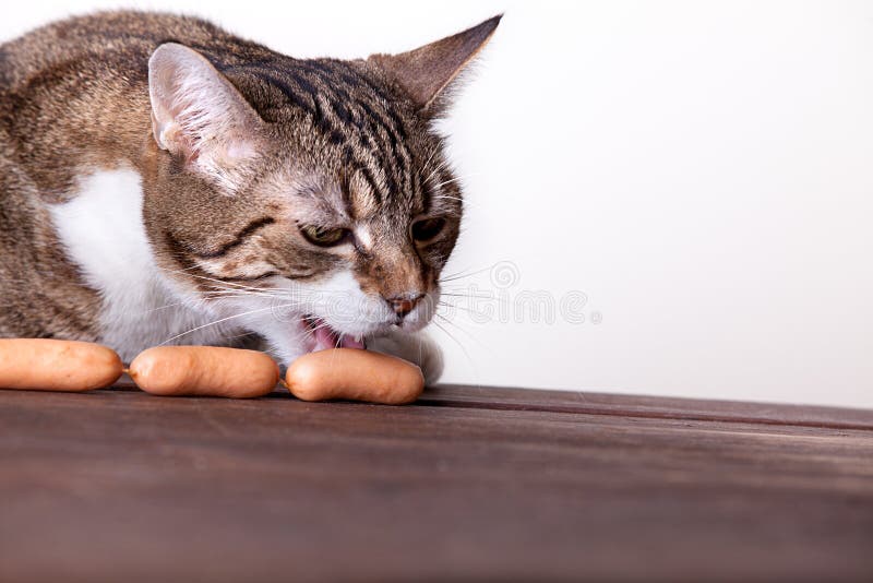 Cat and Sausages stock photo. Image of forbidden, steal - 22729602
