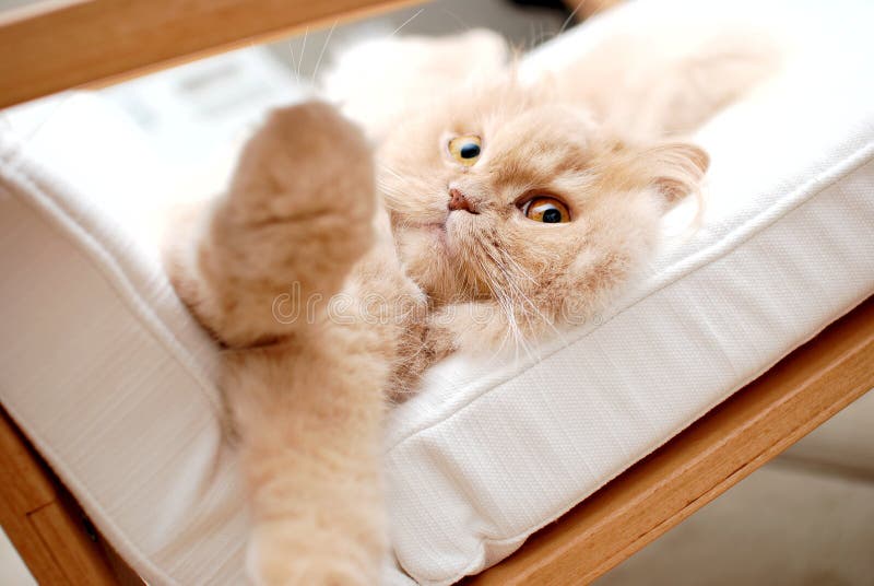 Cat says hello to everyone stock photo. Image of closeup - 10671604