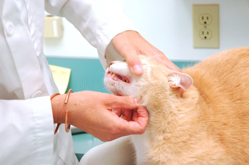 Cat on a scale. stock photo. Image of weight, care, scale - 3822250