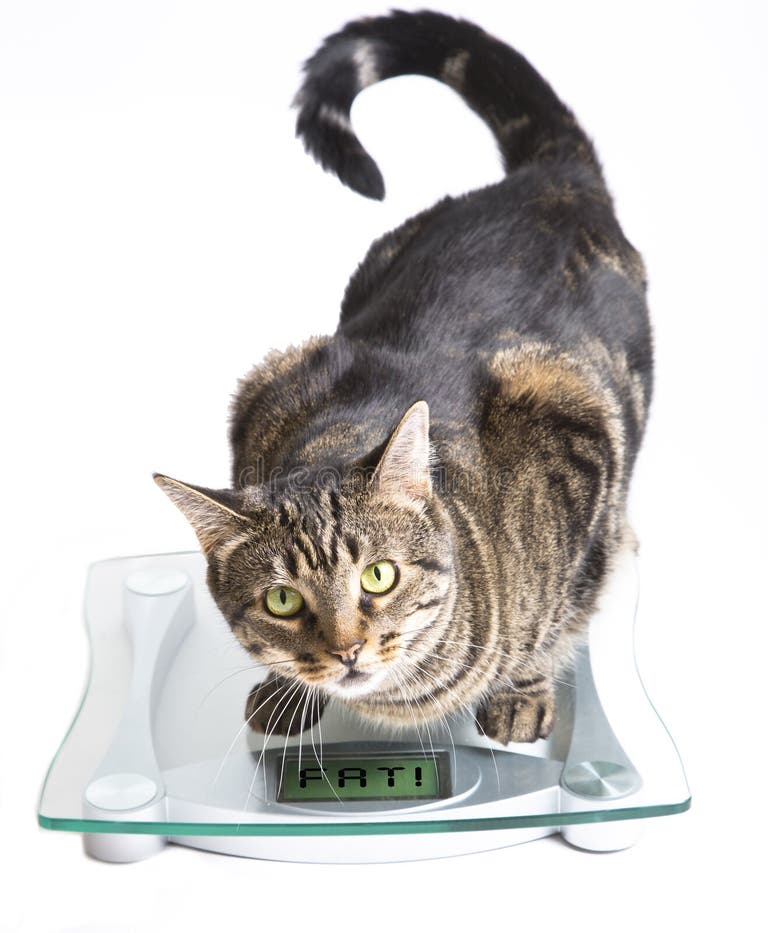 1,223 Cat Scale Stock Photos - Free & Royalty-Free Stock Photos from ...