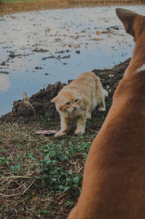 Cat are scared of the dog stock image. Image of scared - 262481167