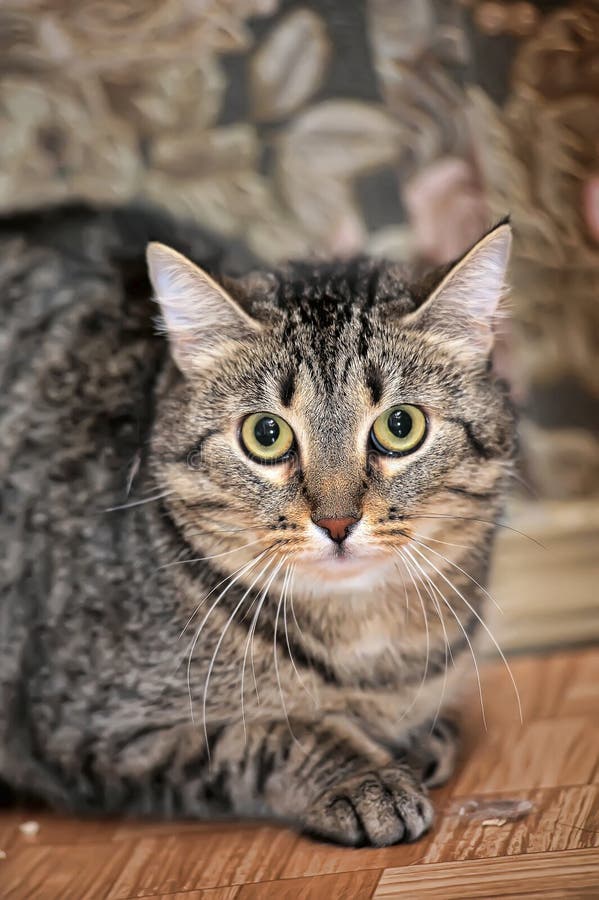 Cat with a Scared Tense Look Stock Image - Image of domesticated ...