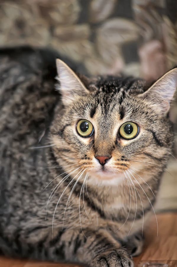 Cat with a Scared Tense Look Stock Image - Image of gazing ...