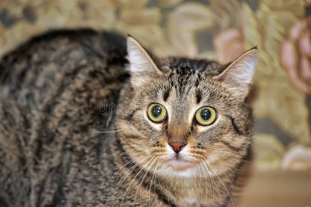 Cat with a Scared Tense Look Stock Photo - Image of feline, behavior ...