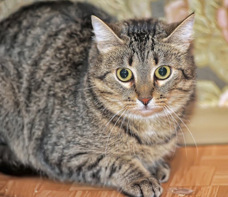 Cat with a Scared Tense Look Stock Photo - Image of expression, animals ...