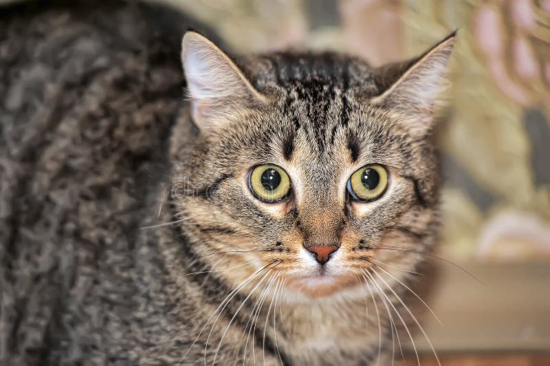 Cat with a Scared Tense Look Stock Image - Image of apprehensive ...