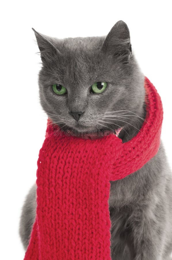 Cat with a Scarf stock image. Image of tassel, people - 28723099