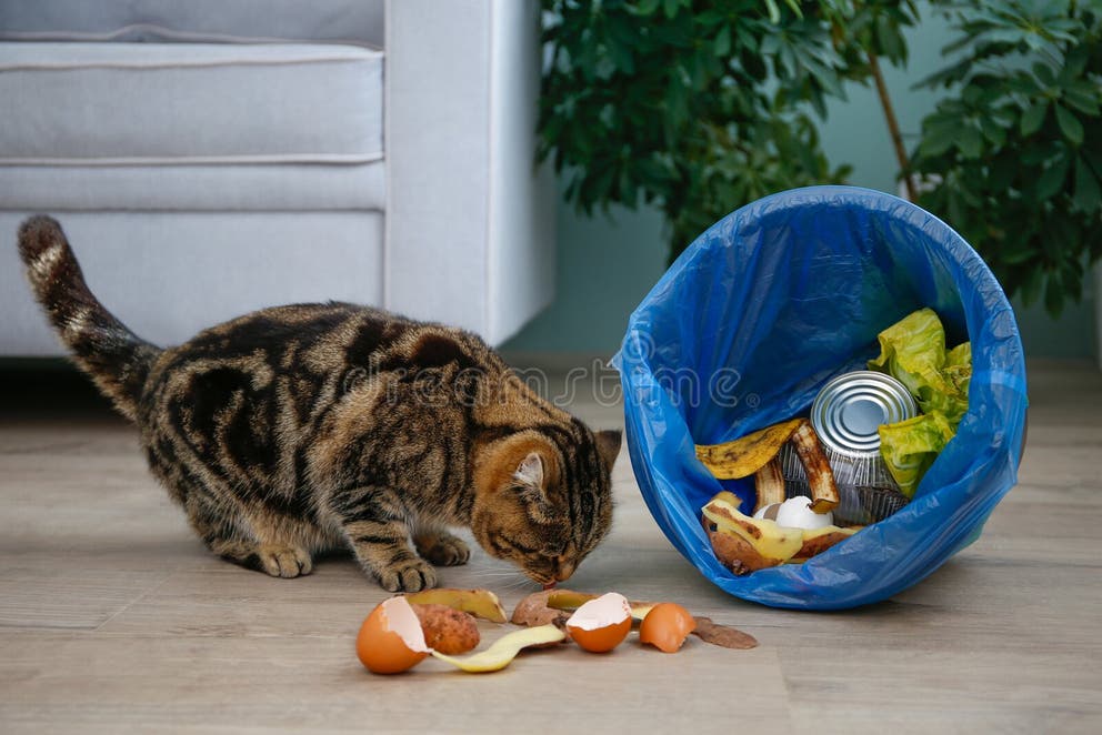 The Cat Scattered the Garbage from the Trash Can on the Floor in the ...