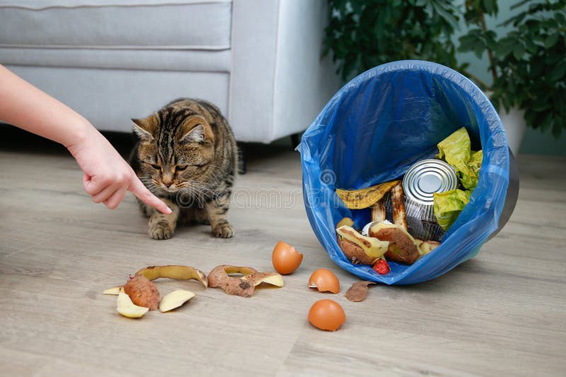 The Cat Scattered the Garbage from the Trash Can on the Floor in the ...