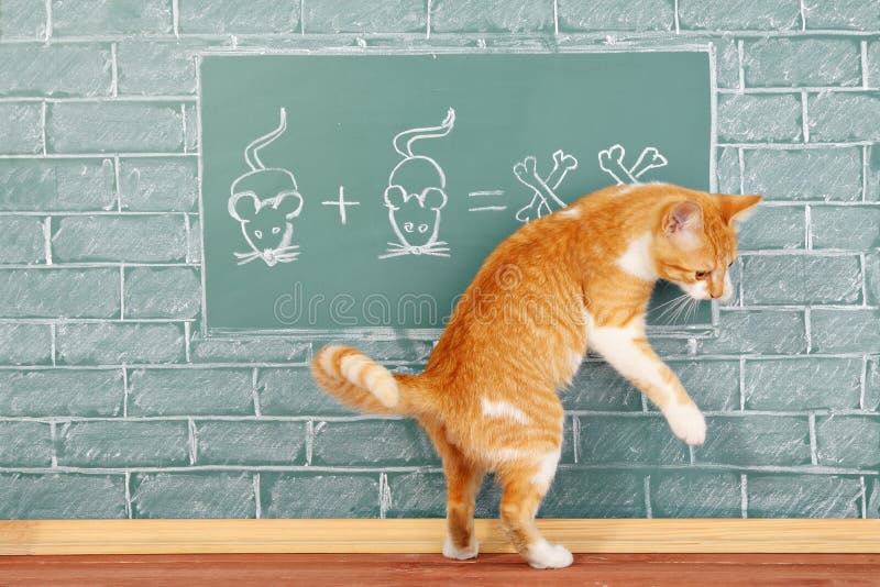 Cat school stock image. Image of kitty, amusing, fancy - 84542231