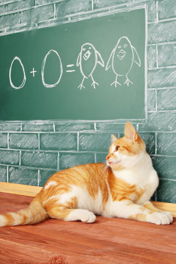 Cat school stock photo. Image of board, erudite, fancy - 61117042