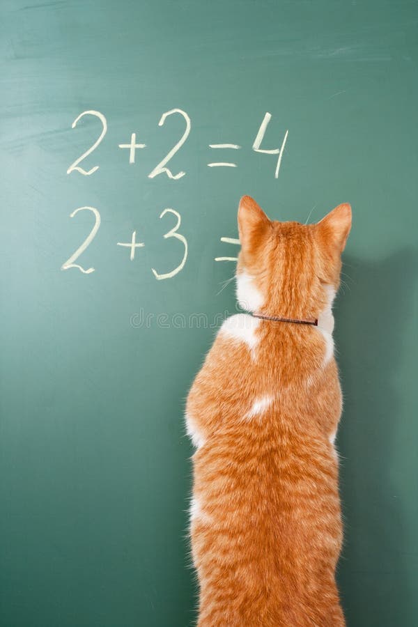 Cat school stock image. Image of knowledge, education - 72479183