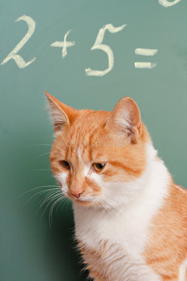 103 Cat Mathematics Stock Photos - Free & Royalty-Free Stock Photos ...