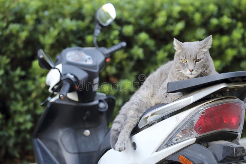 Cat on a scooter stock photo. Image of furry, urban, domestic - 26441814