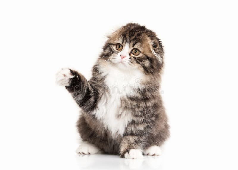 Cat. Scottish Highland Kitten With White On White Background Stock ...