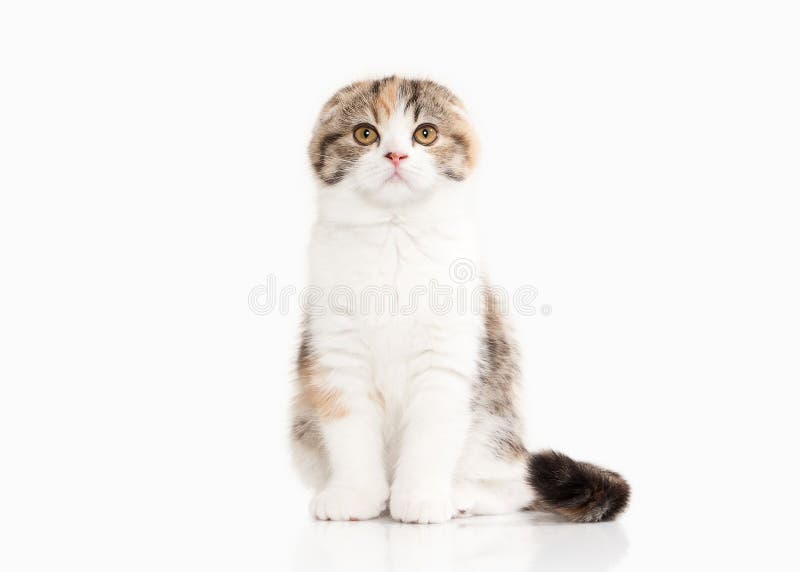 Cat. Scottish Highland Kitten with White on White Background Stock ...