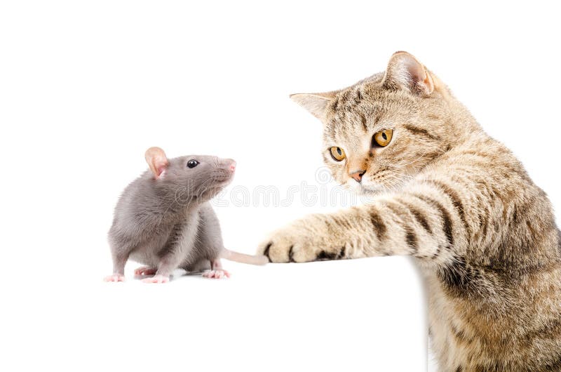 Cat Scottish Straight Caza La Rata Imagen de archivo - Imagen de ...