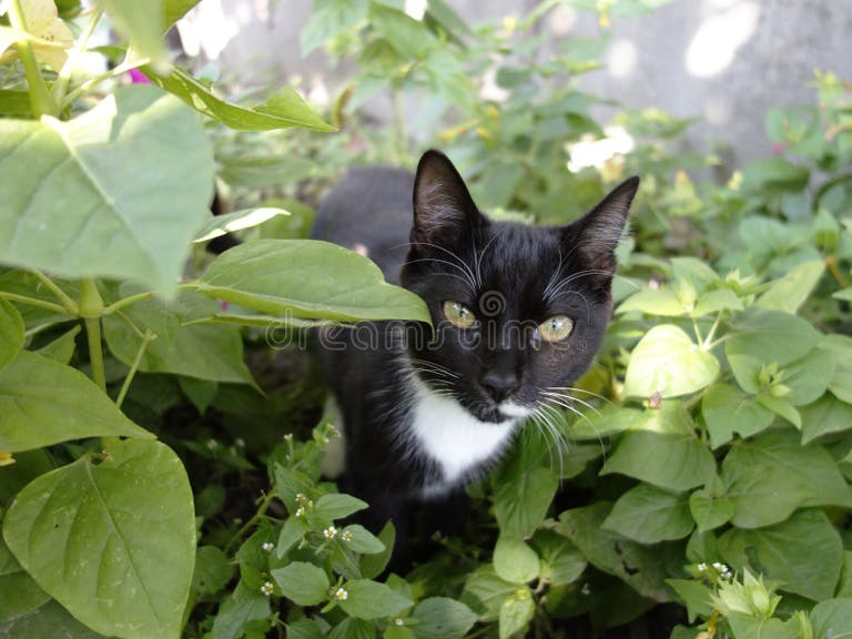 Cat stock image. Image of animal, scouting, predator - 60001663