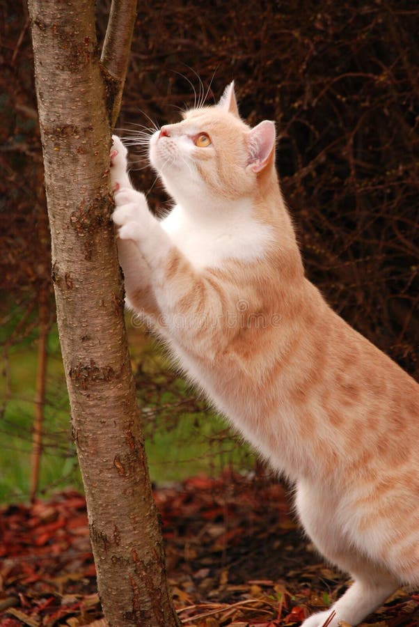 Scraping Cat Photos - Free & Royalty-Free Stock Photos from Dreamstime