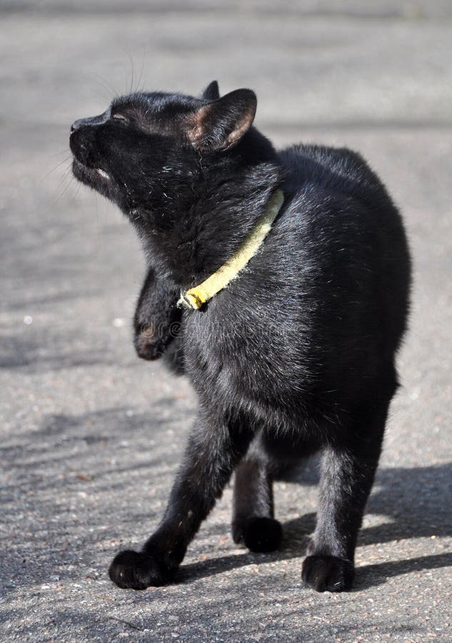 Cat scratched stock photo. Image of scratching, people - 45195346