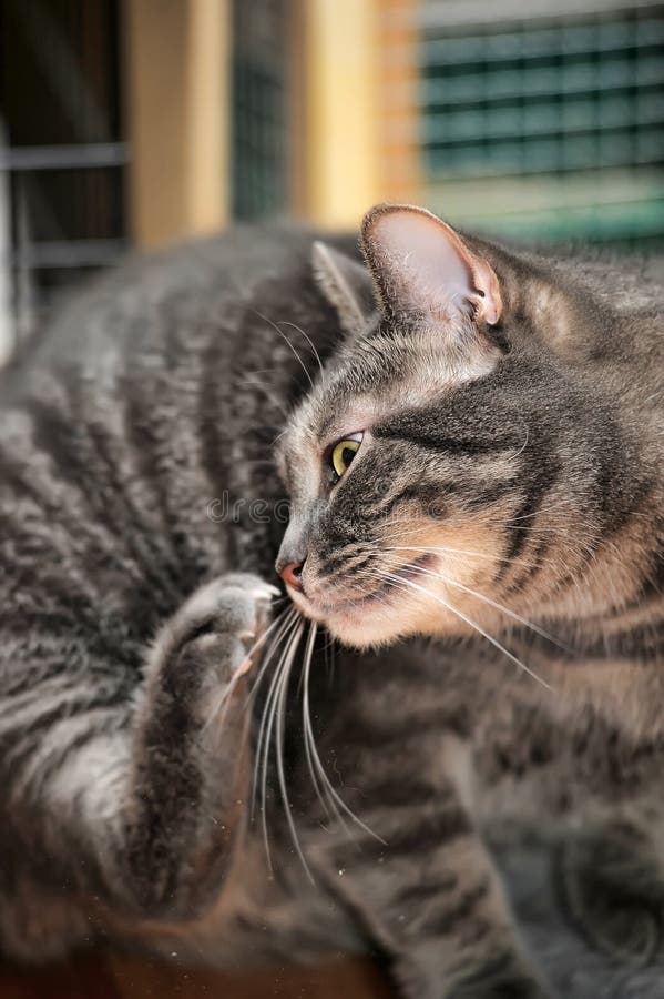 Cat scratched stock photo. Image of look, illness, head - 35561912