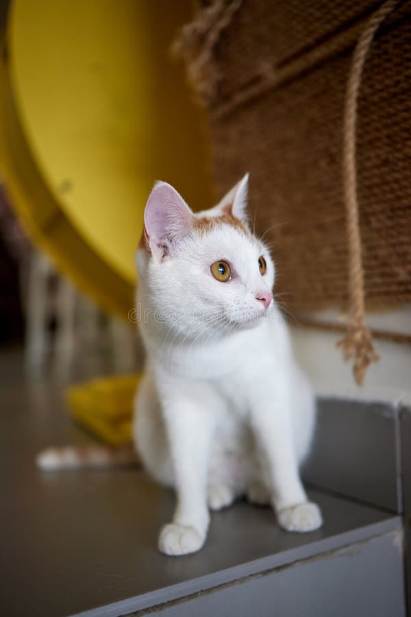 Cat Talons Stock Photos - Free & Royalty-Free Stock Photos from Dreamstime