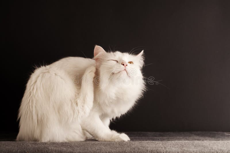 Tabby Cat Scratching His Chin Stock Image - Image of domestic, close ...