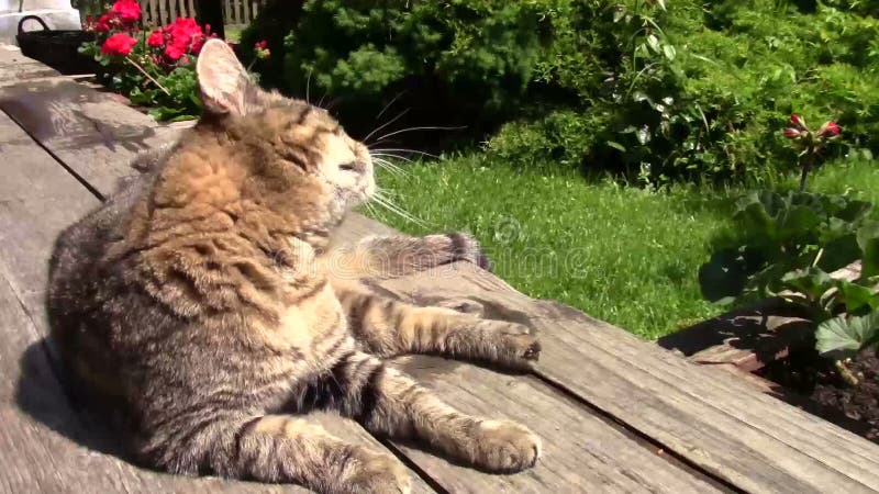 Cat scratching stock video. Video of feral, sitting, napping - 54152899