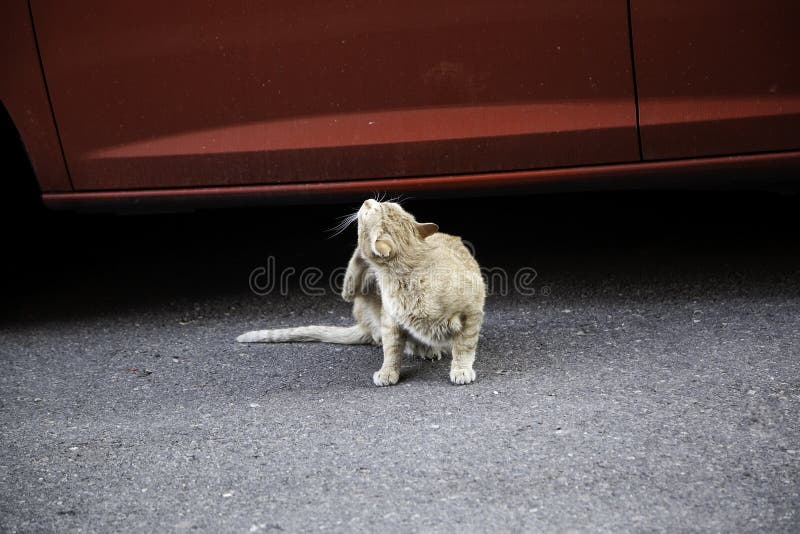 Tiger Scratching a Pole while Standing on Its Hind Legs. Tiger Standing ...