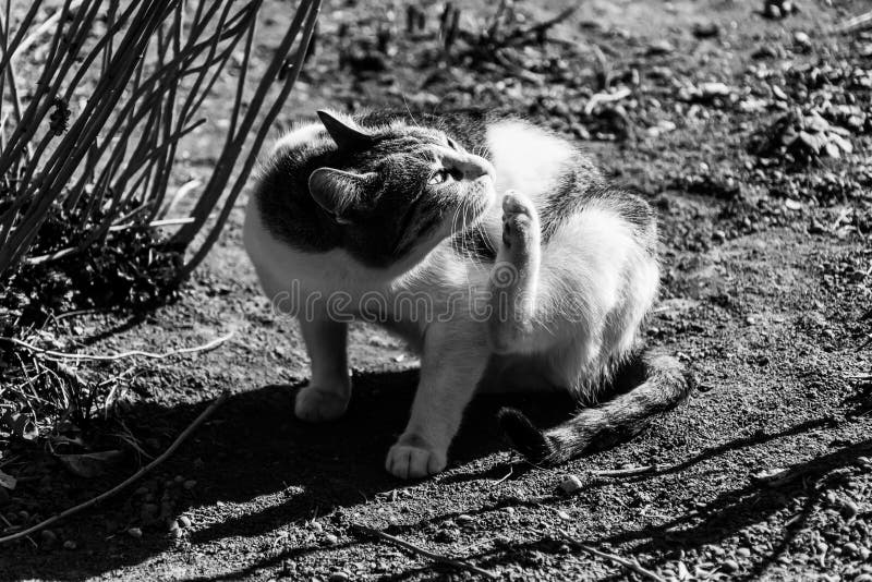 Cat scratching fleas stock image. Image of mother, habits - 242571401