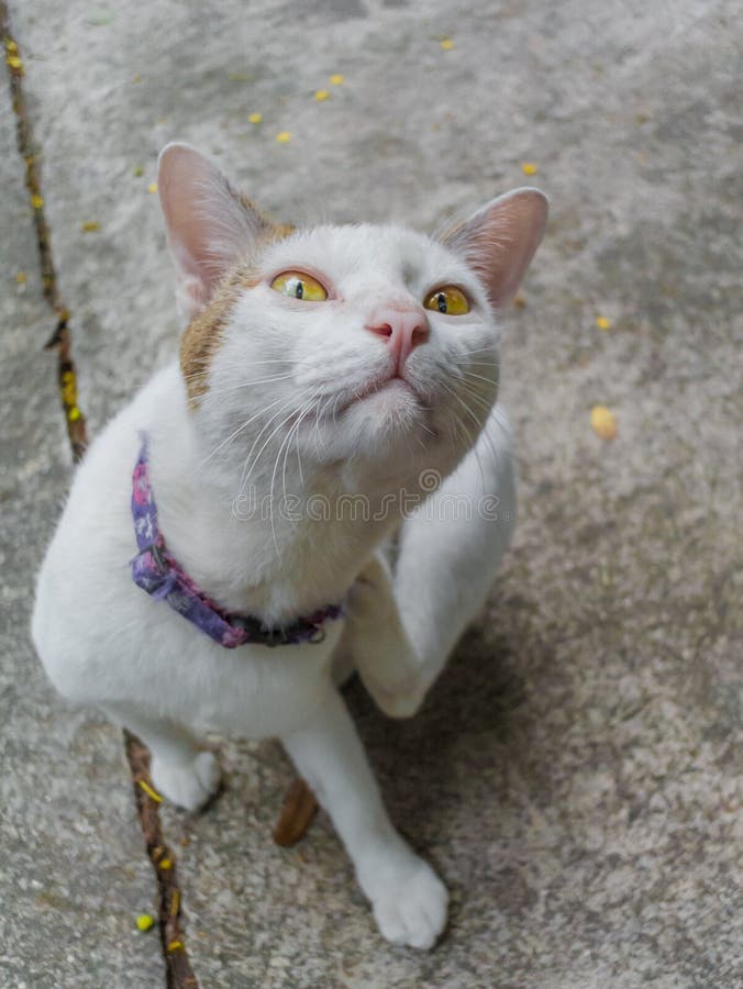 Funny Cat Scratch Itself with Concrete Floor Stock Image - Image of ...