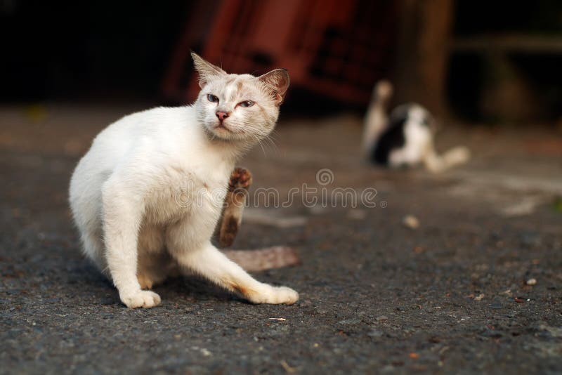 Cat in bed stock photo. Image of tired, cute, comfortable - 93561886