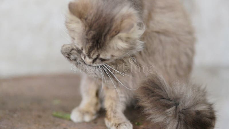 Cat scratching himself stock footage. Video of adorable - 84544710