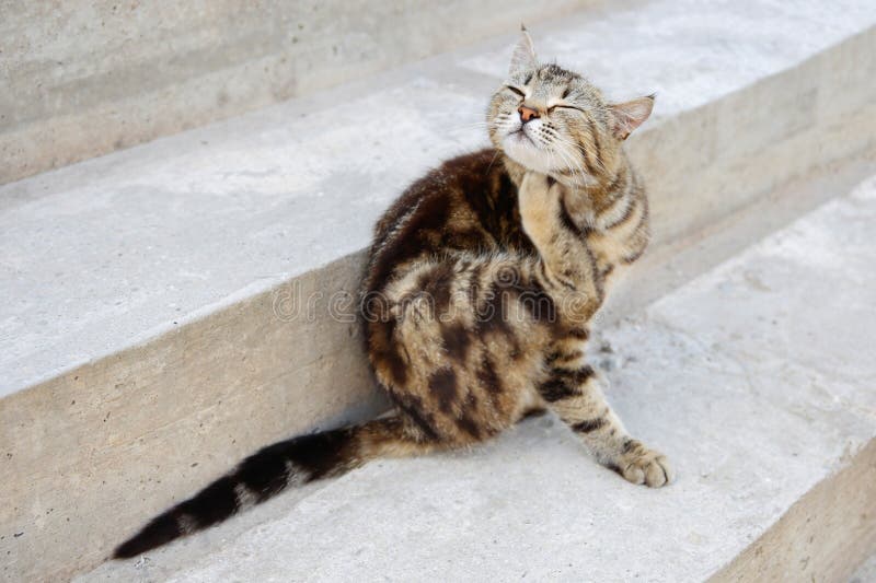 The Cat is Scratching with His Paw. the Pet Has Fleas Stock Image ...