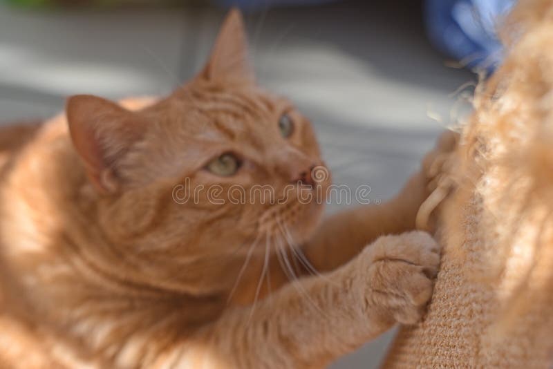 Cat Paws on Scratching Post Stock Photo - Image of scratcher, feline ...
