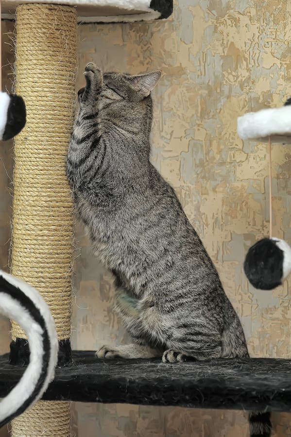 Cute Cat Scratching a Post stock image. Image of cats - 26112113