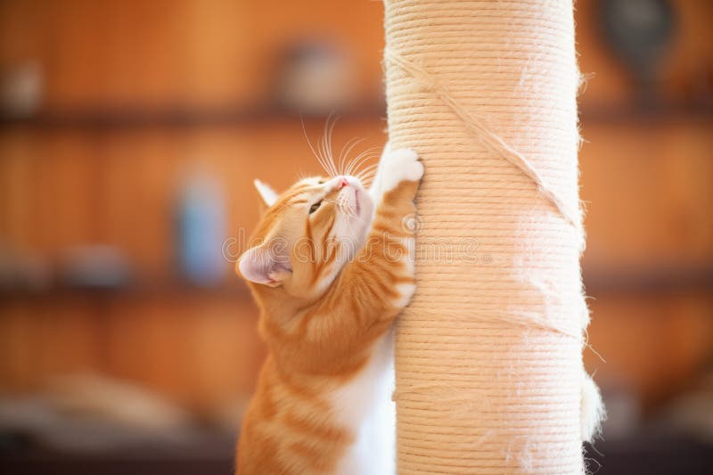 Cat Scratching on a Sisal Rope Post Stock Image - Image of rope ...
