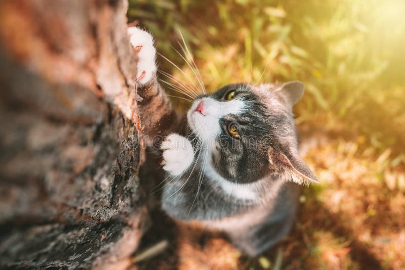 Cat Scratching Tree Outdoors. Cat Sharpens Its Claws on a Tree Trunk in ...