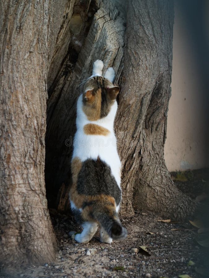 Cat Scratching the Tree in the Park Stock Image - Image of playful ...