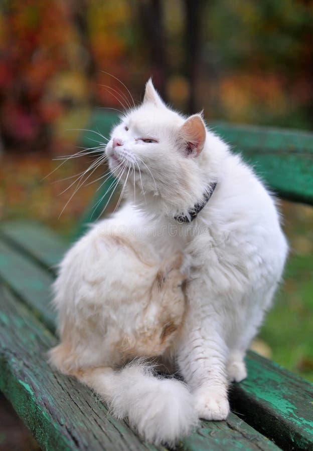 Cat scratching stock photo. Image of muzzle, flea, itchy - 44005748