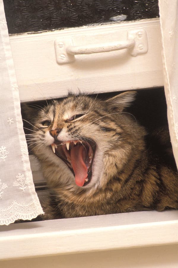 Cat Scream stock image. Image of black, white, brown, lace - 236637
