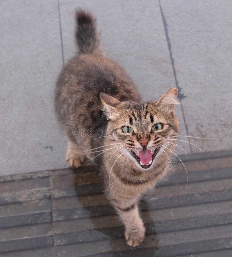 Cat screaming on camera stock image. Image of outdoor - 271855565