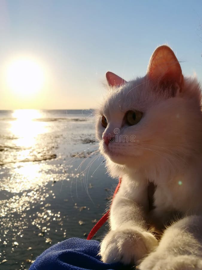 Cat on sea stock photo. Image of cats, ears, hunting - 250054950