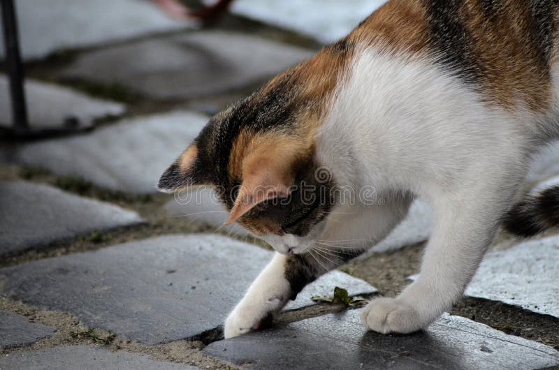 Cat searching sommething stock image. Image of animal - 229417431