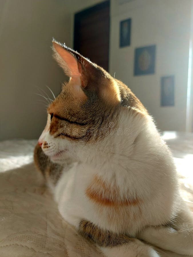 Cat seating on the bed stock photo. Image of nose, skin - 224919342