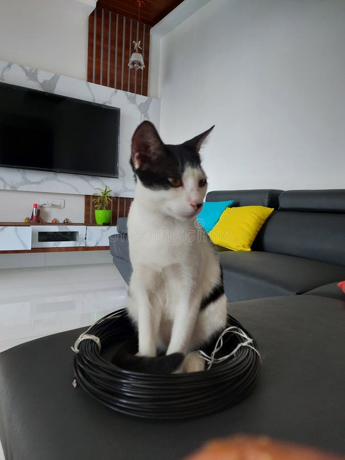 Cat Seating on the Inside Wire Stock Photo - Image of room, whiskers ...